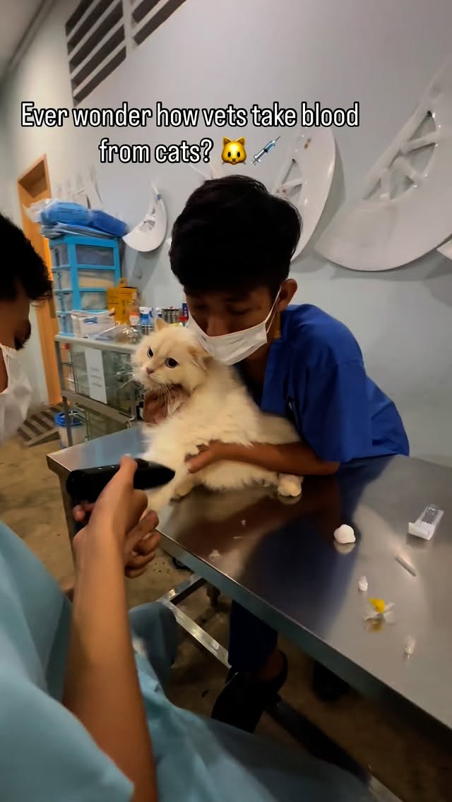 Feline Panleukopenia Virus (FPV) in Cats - VSL Veterinary Clinic